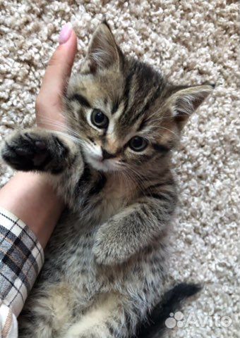 Шотландские котята