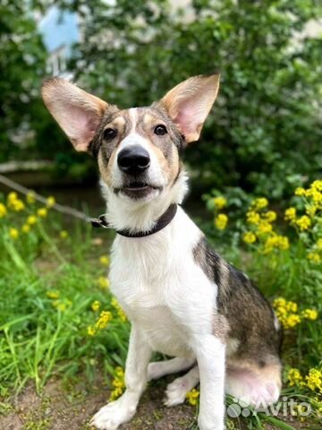 Очаровательная собачка ищет своего человека