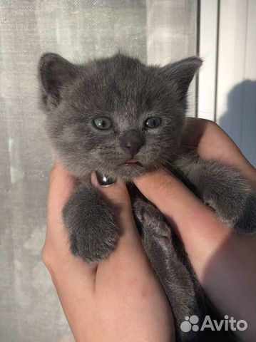 Британские котята