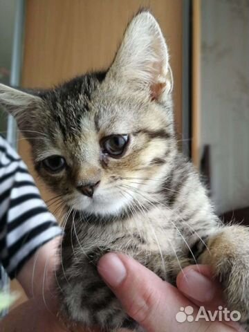 Котёнок Котёнок грустной мордашкой