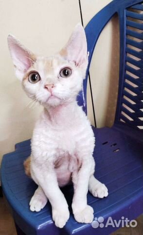Котята девон-рекс