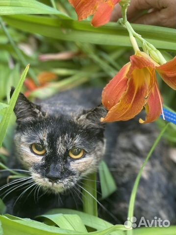 Шикарная киска