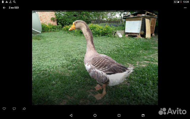 Гусь Гоша