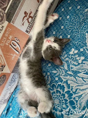 Маленького котенка Кнопочку подкинули в клинику