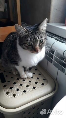 Кошечка стерилизована по имени Яна