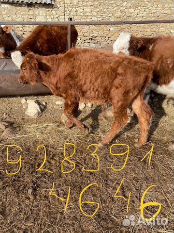 Фермерские телки