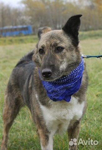 Спасите из-за приютской решетки