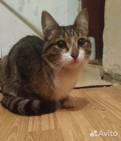 Крыжик, кот около 2 лет