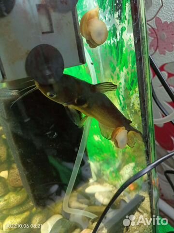 Сом Павлиний глаз, 13см