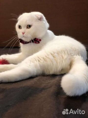 Вязка кошек шотландцев