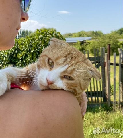 Молодой котик Хомяк