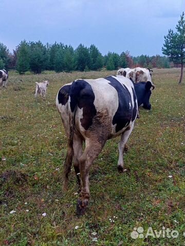 Телка, на мясо