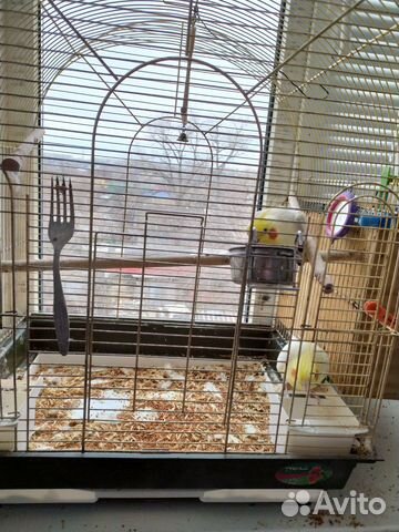 Продам попугаев Карелла