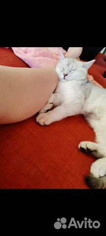 Отдам бесплатно кота