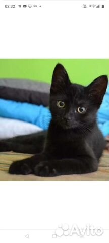 Кошка,6,5 месяцев,бесплатно