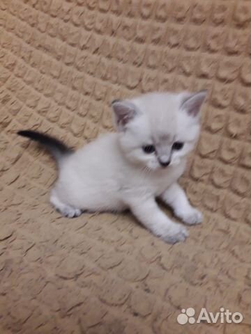 Шотландские прямоухие котята