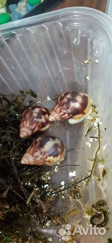 Улитки Ахатины