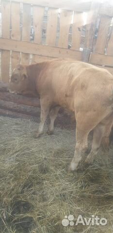 Бычки подсосные