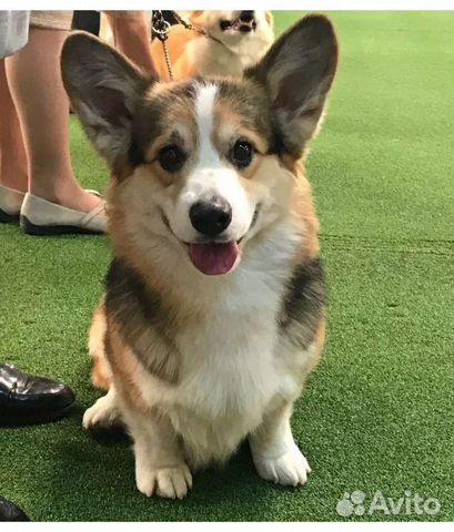 Вязка. Вельш корги пемброк