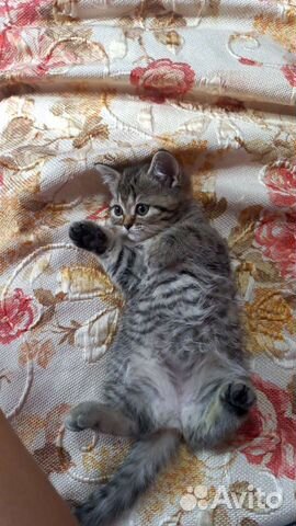 Шотландские котята