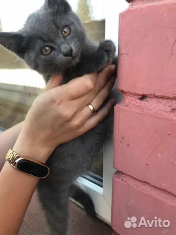 Котята мальчики