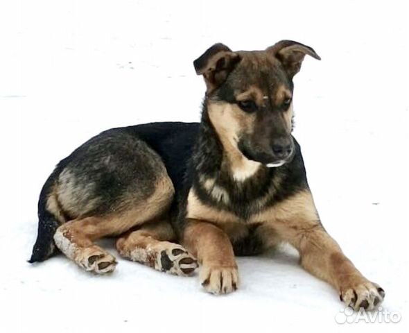 Мальчики смесь овчарки в добрые руки