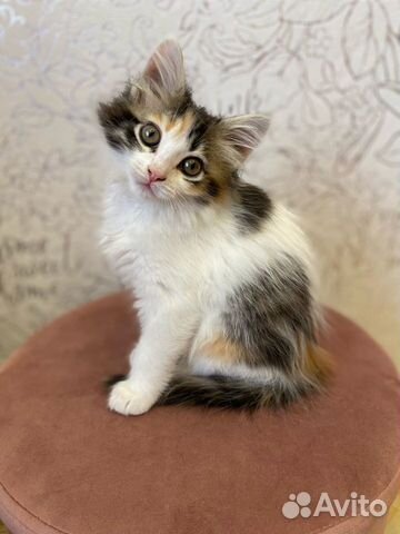 Котенок-антистресс