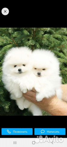 Померанский шпиц