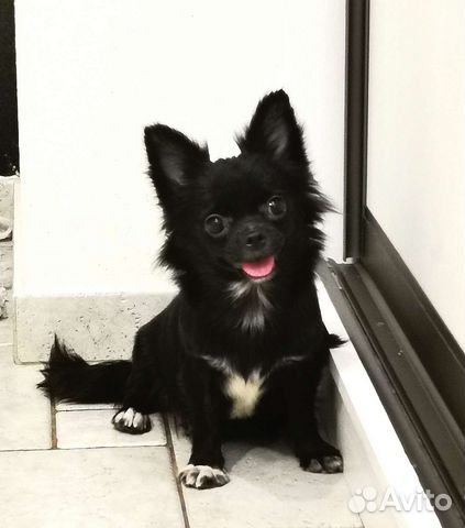 Чихуахуа Девочка стандартного размера