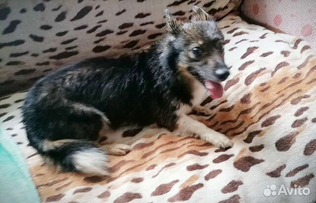 Собака маленькая 10 лет