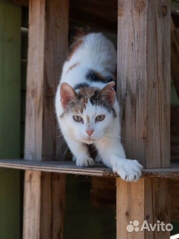 Трехцветная киса из приюта в поисках дома