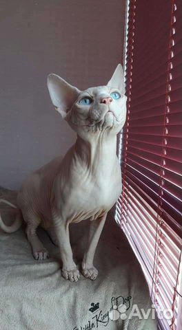 Кошка в дар