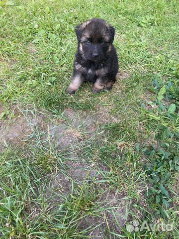 Щенок немецкой овчарки