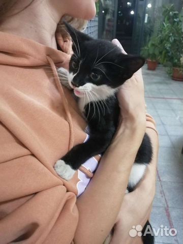Котенок