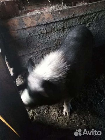 Вьетнамский вислобрюхий хряк