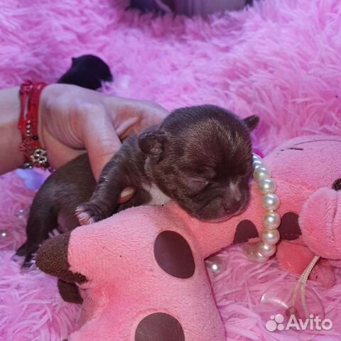 Микрушечки шоколадки чихуахуа малышики