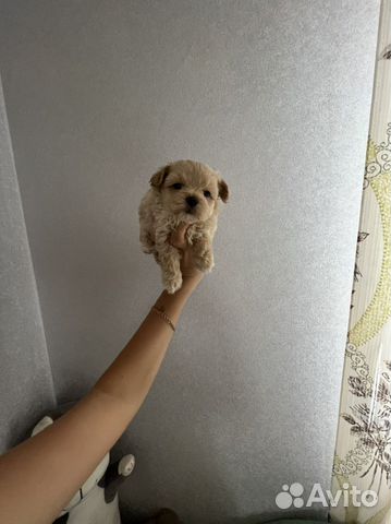 Мальтипу Ф1 micro мальчик экстра Baby Face