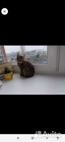 Бенгальская кошечка