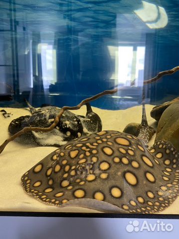 Пресноводные скаты