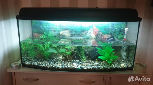 Аквариум с рыбками, фильтром и всем содержимым