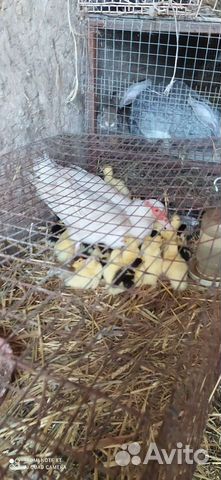 Утята индоутки