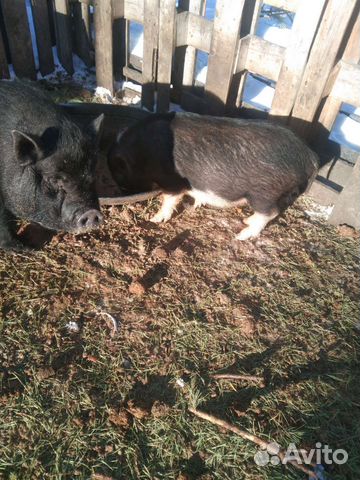 Вьетнамский висло6брюхий хряк