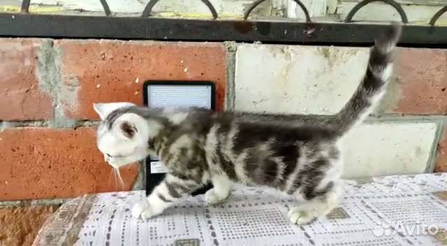 Шотландский котик