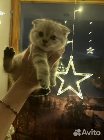 Котенок шотландский чистокровный