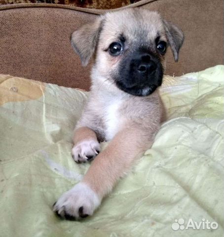 Изумительный малыш