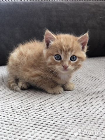 Котята в добрые руки бесплатно