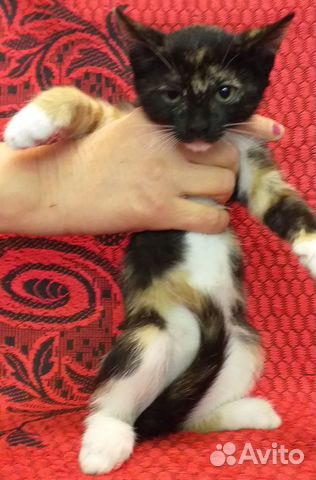Котодевочка 2 мес