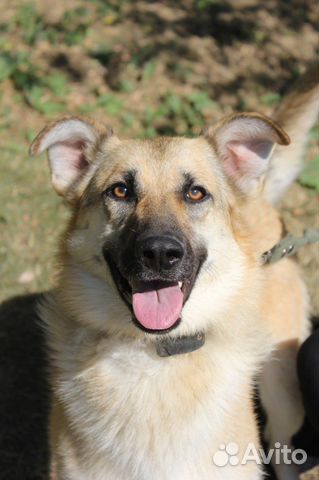 Молодая собака мечтает покинуть приют