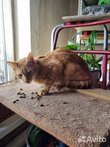 Рыжий котик Коля 1год