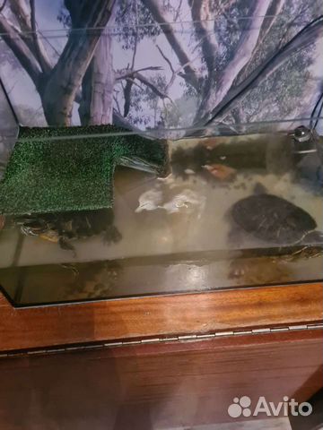 Красноухая черепаха